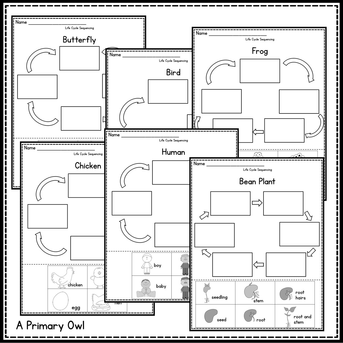 Life Cycle Sequencing Cards and Worksheets - A Primary Owl